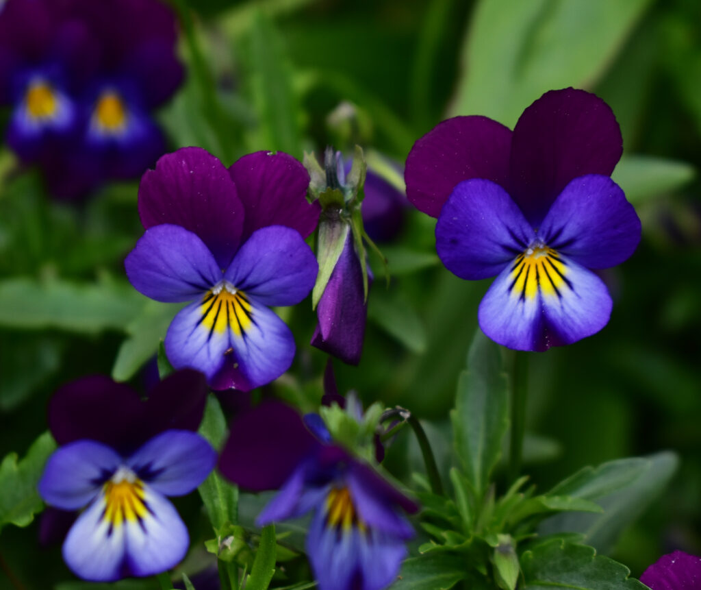 About us - Petals by Clare